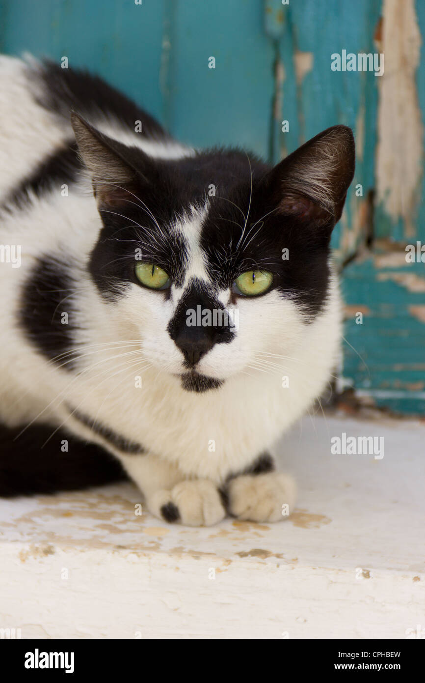 Black and white cat crouching on a window ledge Stock Photo - Alamy