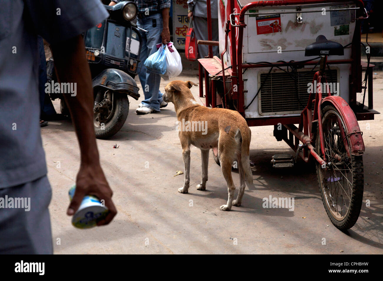 Afraid dog in traffic Stock Photo - Alamy