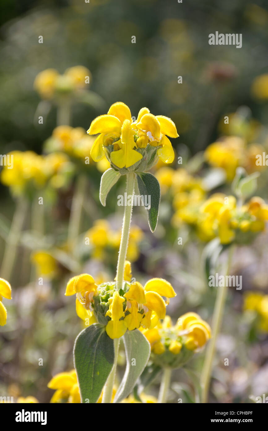 Yellow wild Greek flowers Stock Photo - Alamy