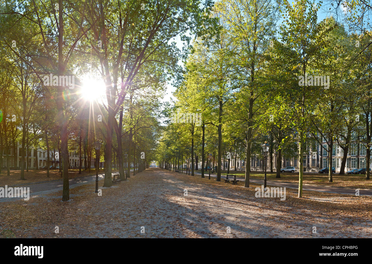 Street trees holland hi-res stock photography and images - Alamy