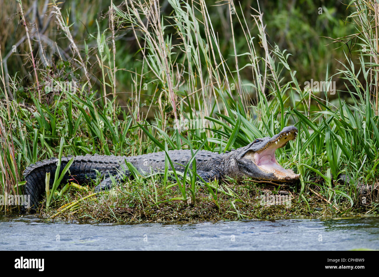 An alligator from the Everglades flexes his impressive jaw muscles in a ...