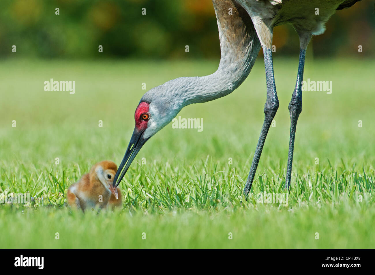 Crane baby hi-res stock photography and images - Alamy