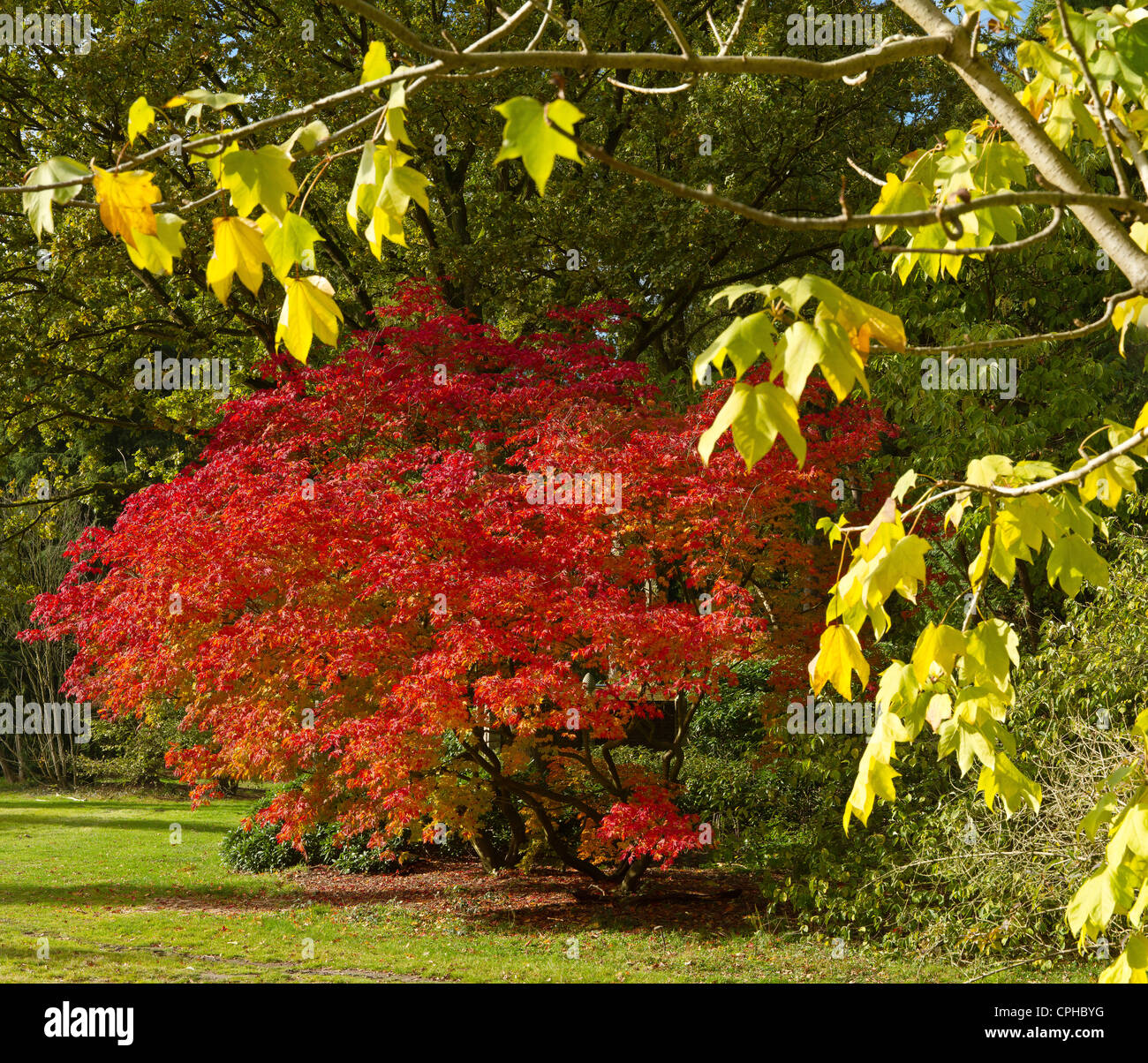Netherlands, Holland, Europe, ‘s Gravel, landscape, forest, wood, trees ...