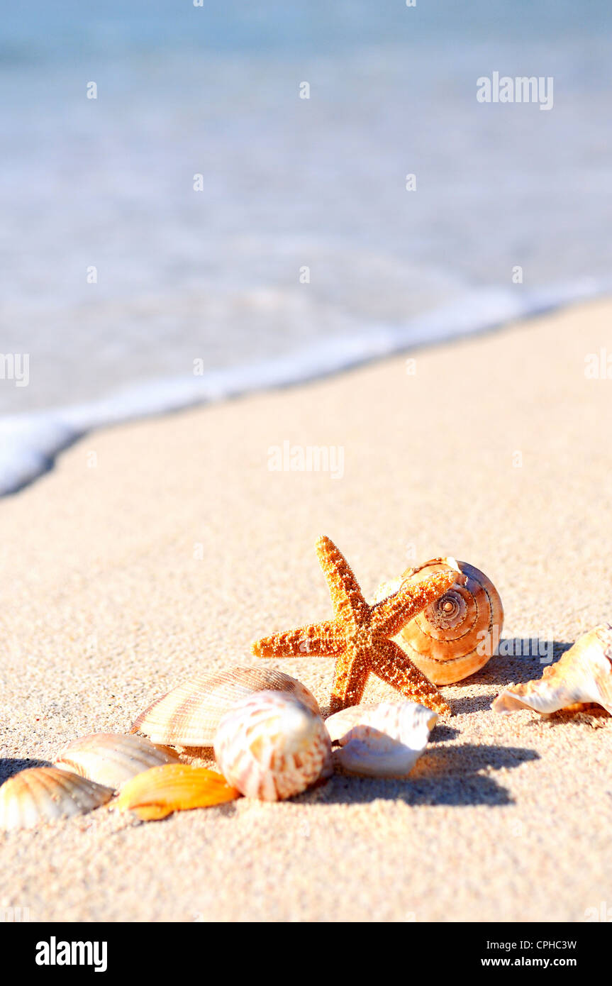 sea shells with sand as background Stock Photo - Alamy