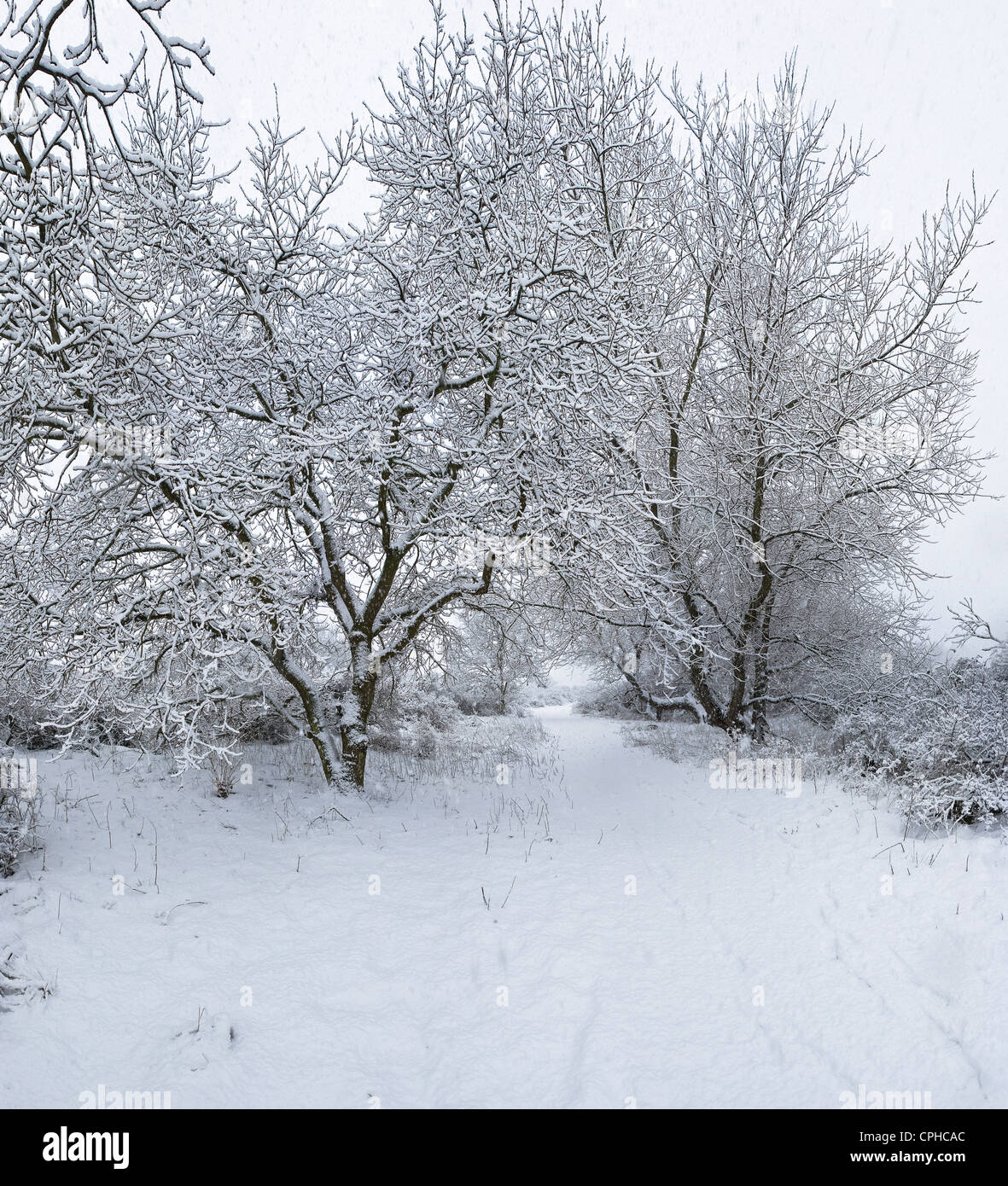 Netherlands, Holland, Europe, Egmond Binnen, Landscape, Forest, Wood ...