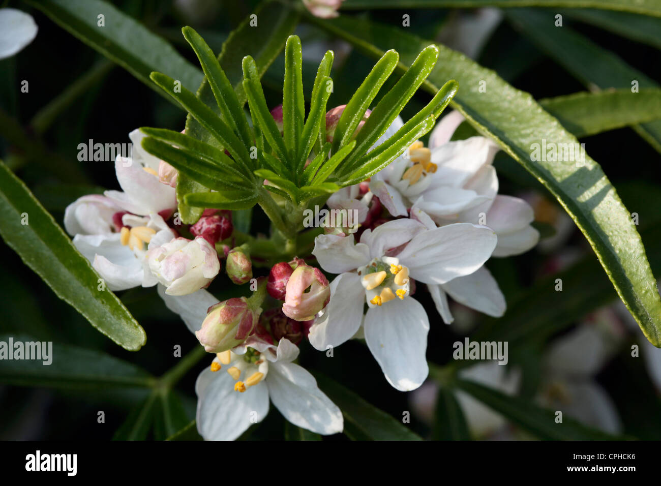 Flowers and buds of Choisya ternata Aztec Pearl Stock Photo - Alamy