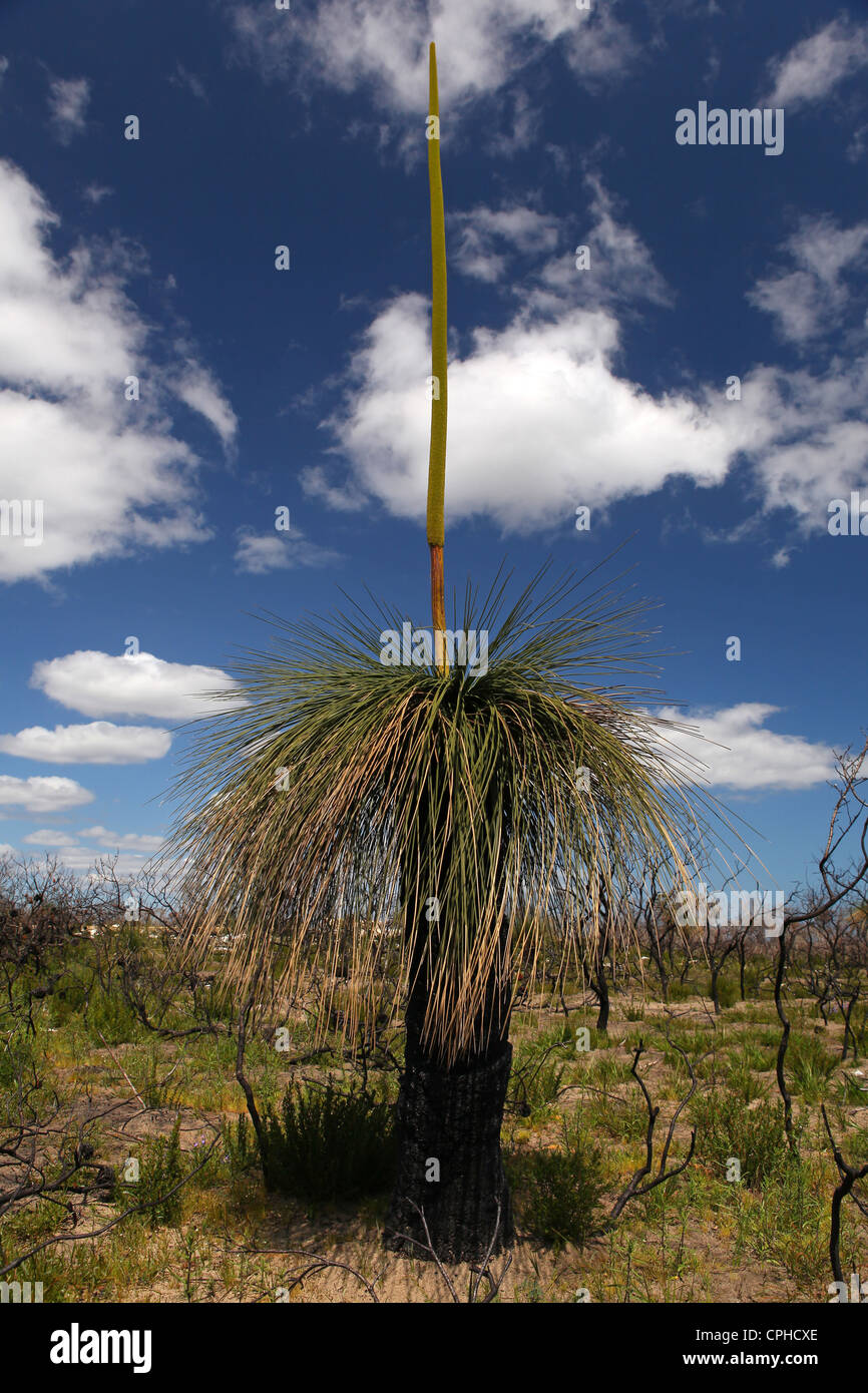 Grass tree western australia hi-res stock photography and images - Alamy