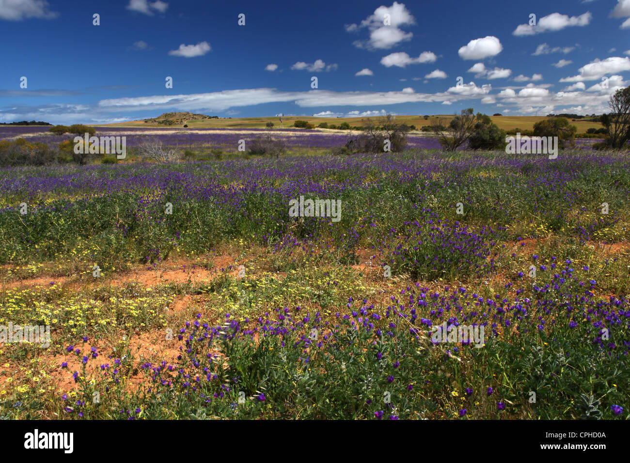 West australia wild flowers hi-res stock photography and images - Alamy