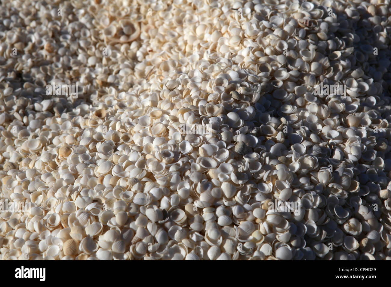 Shell Beach, L'Haridon Bight, western Australia, west coast, coast ...