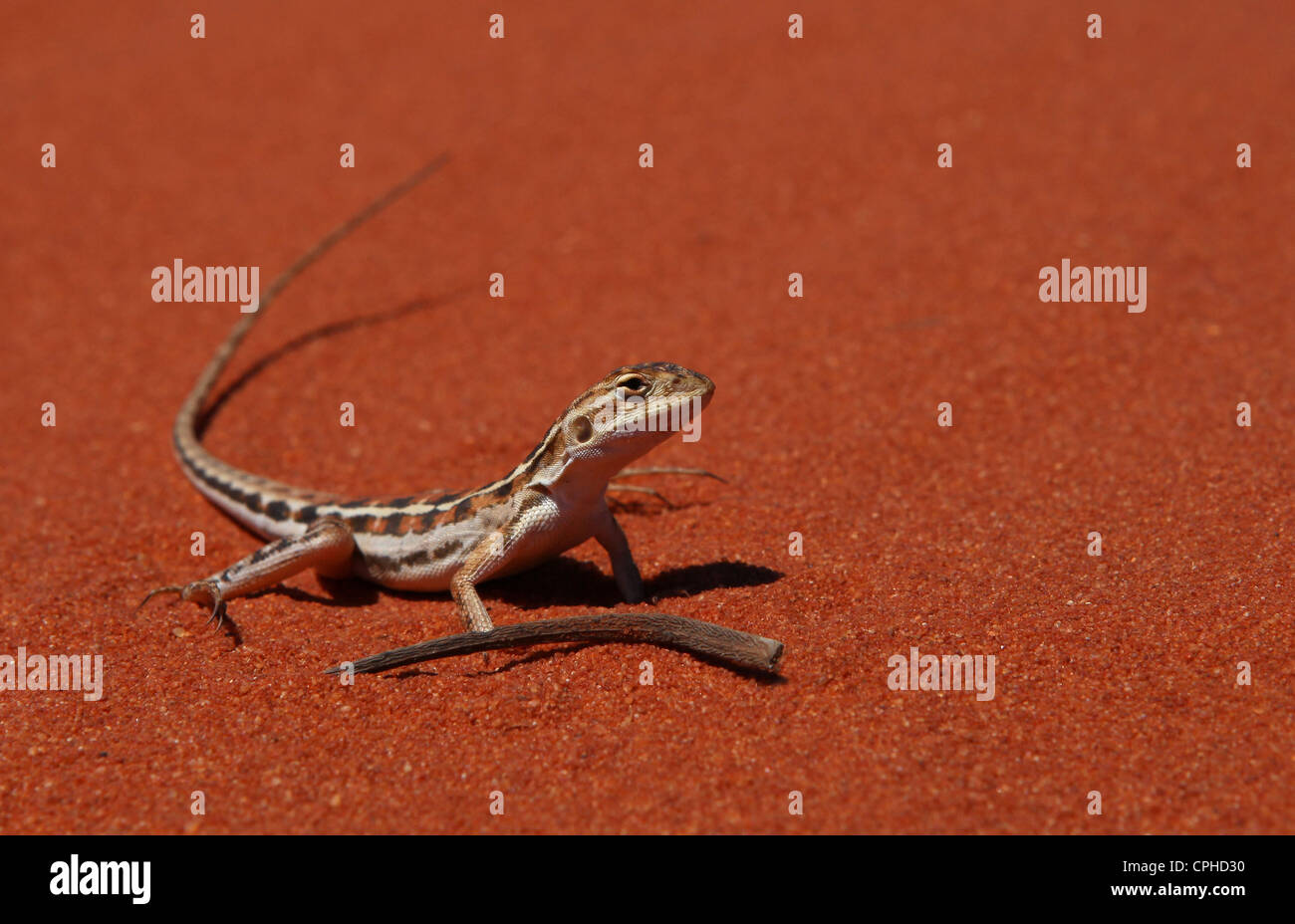 Lizard, red sand, sand, red, Francois Peron, National, park, western ...