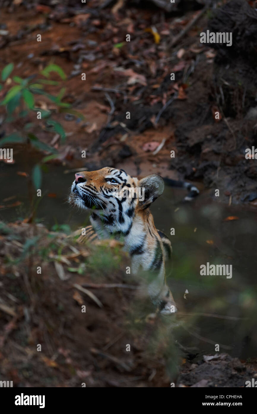 Sub adult Tiger cooling in a water hole at Tadoba, Forest India ...