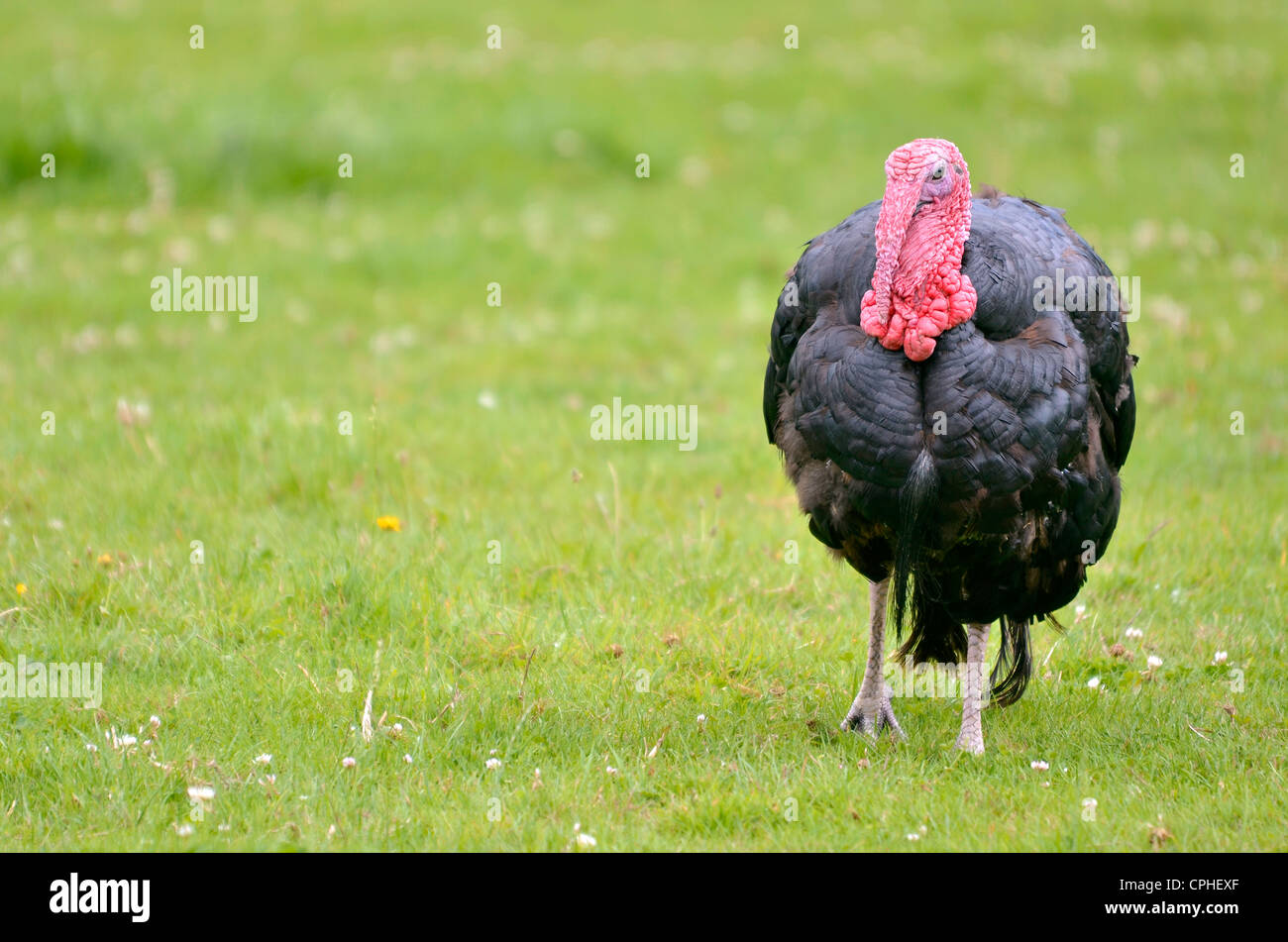 Male turkey (Meleagris) view of front on grass Stock Photo - Alamy