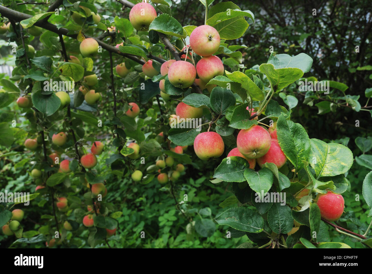 apple-tree branch with lots of ruddy apples Stock Photo - Alamy