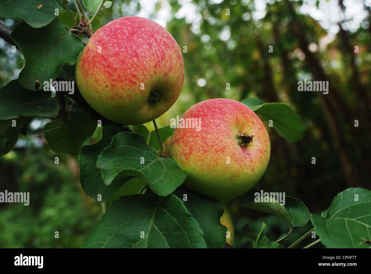 apple-tree branch with lots of ruddy apples Stock Photo - Alamy