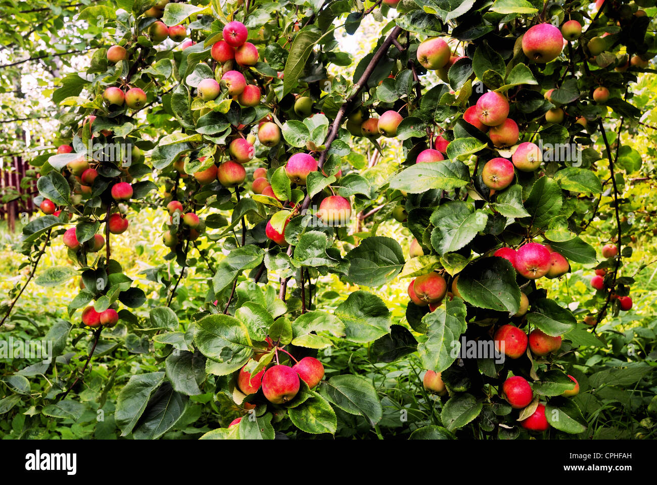 apple-tree branch with lots of ruddy apples Stock Photo - Alamy