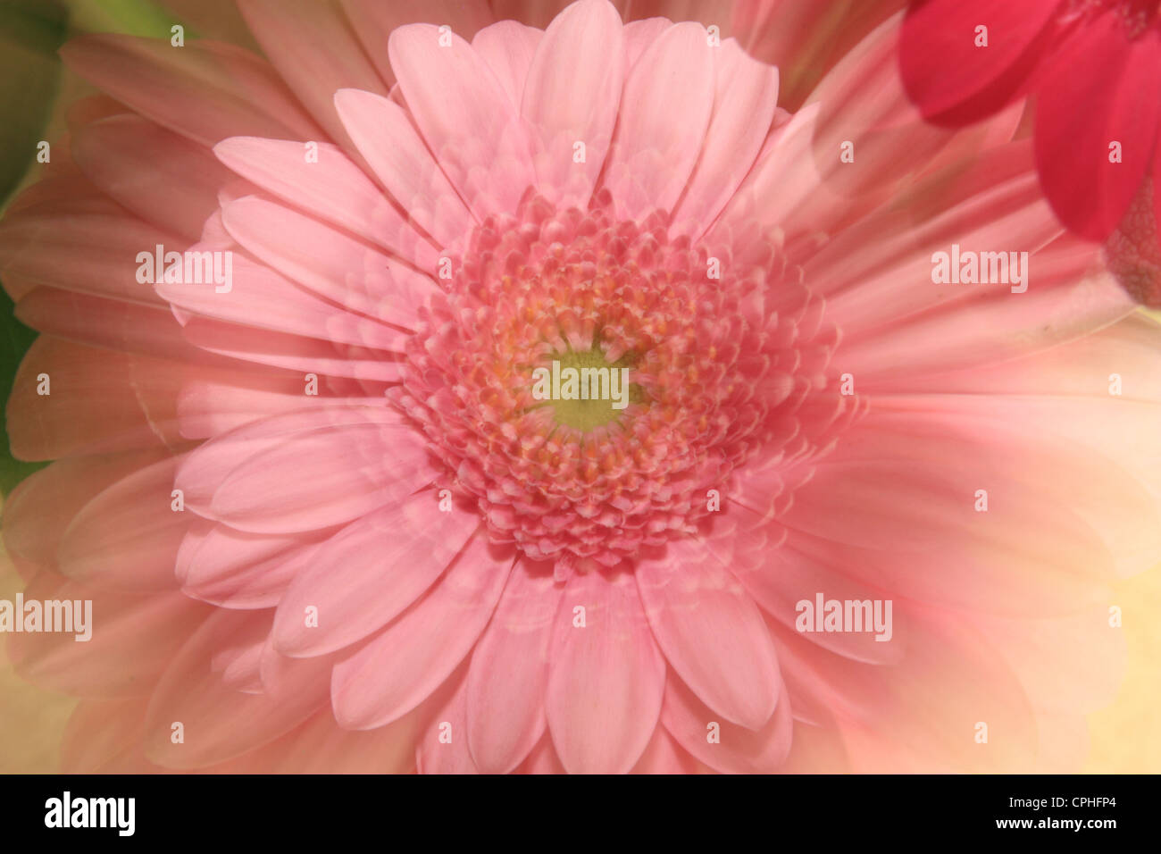 Light Pink Gerbera flower Stock Photo - Alamy