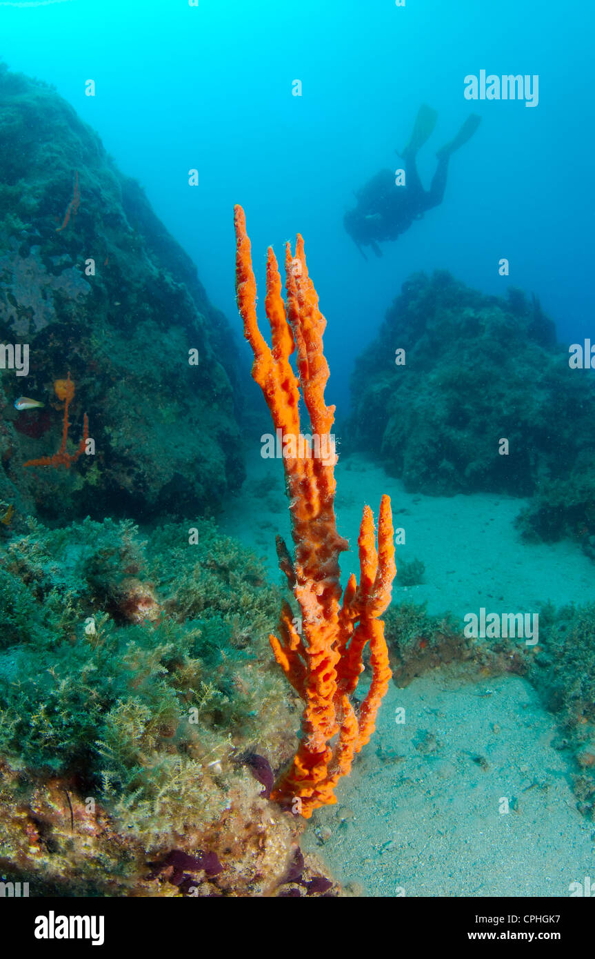 Marine sponge hi-res stock photography and images - Alamy