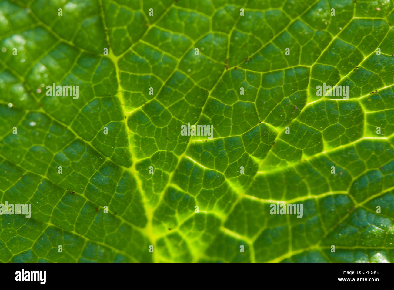 Closeup close up detail detailed hi-res stock photography and images ...