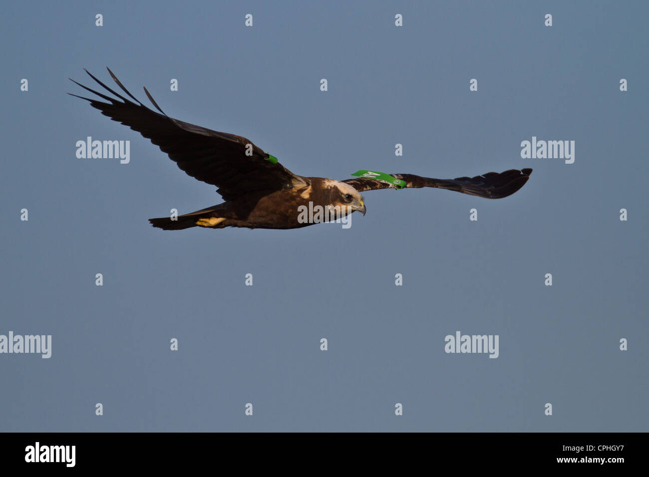 Female Marsh Harrier (Circus aeruginosus) with wing tags, Welney ...