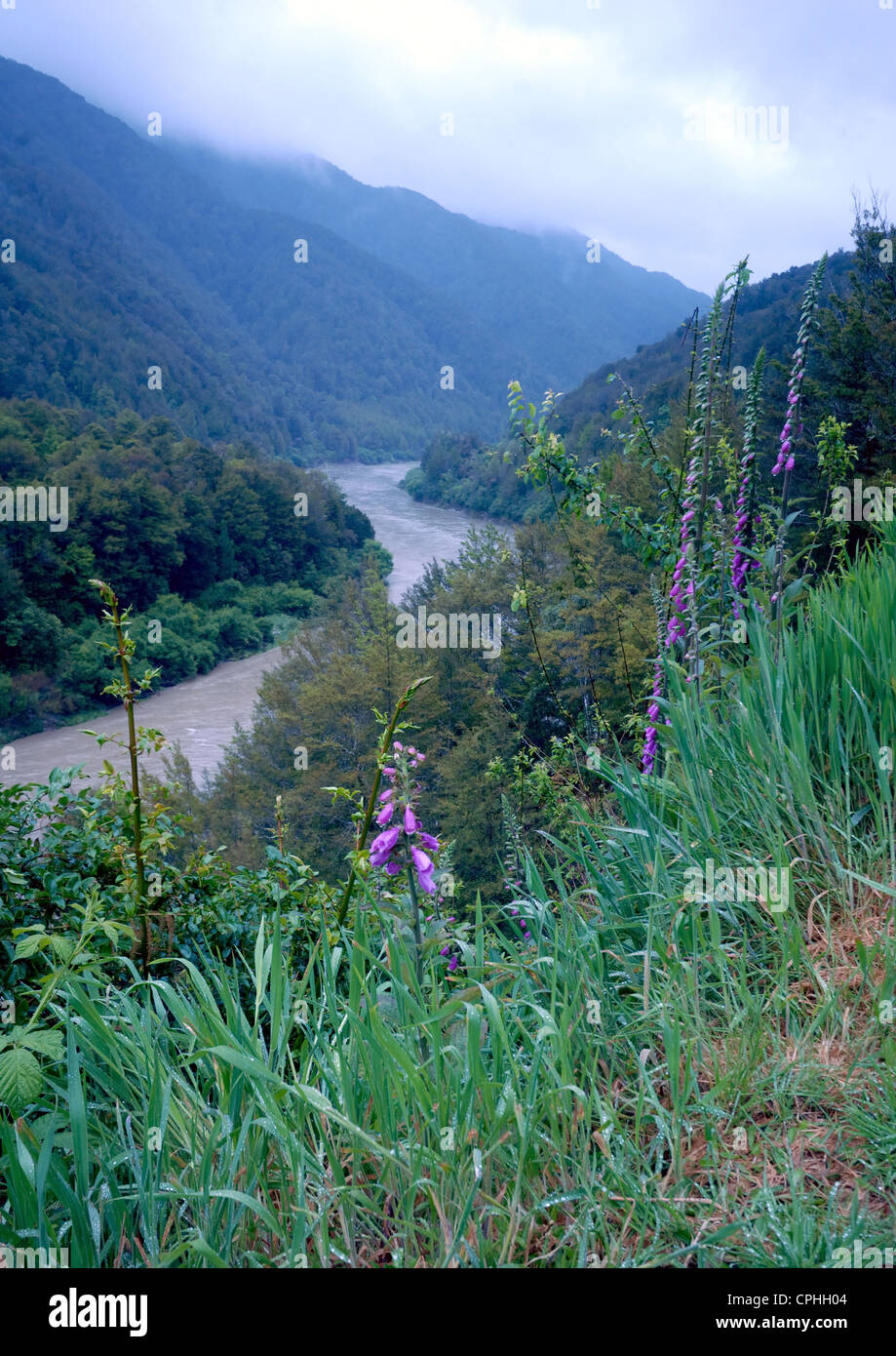 The Buller River, New Zealand Stock Photo - Alamy
