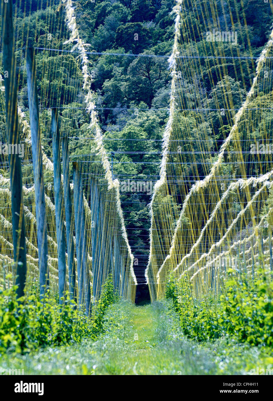 Hops growing on a farm near Nelson, New Zealand Stock Photo - Alamy
