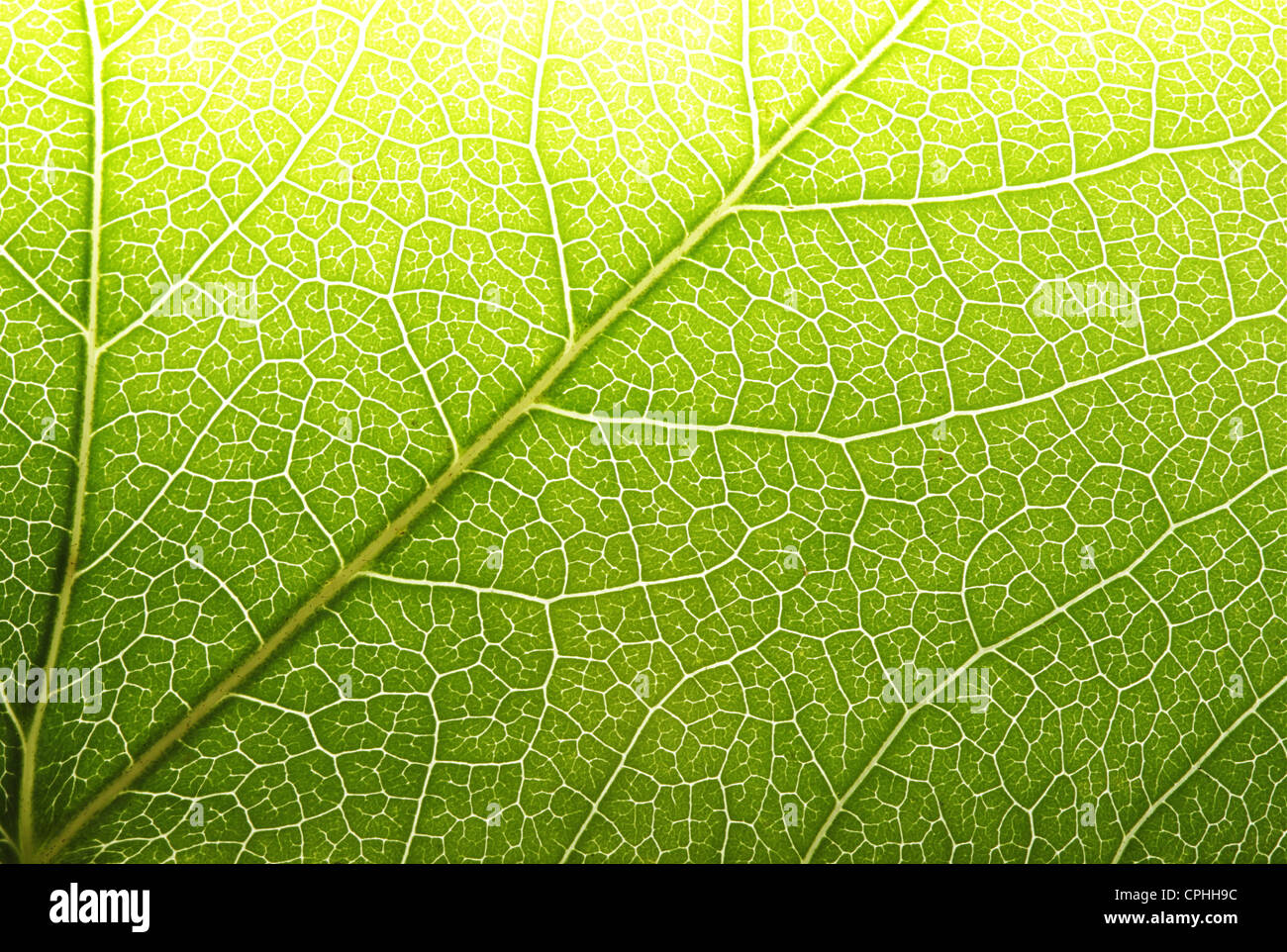 Closeup of a leaf Stock Photo - Alamy