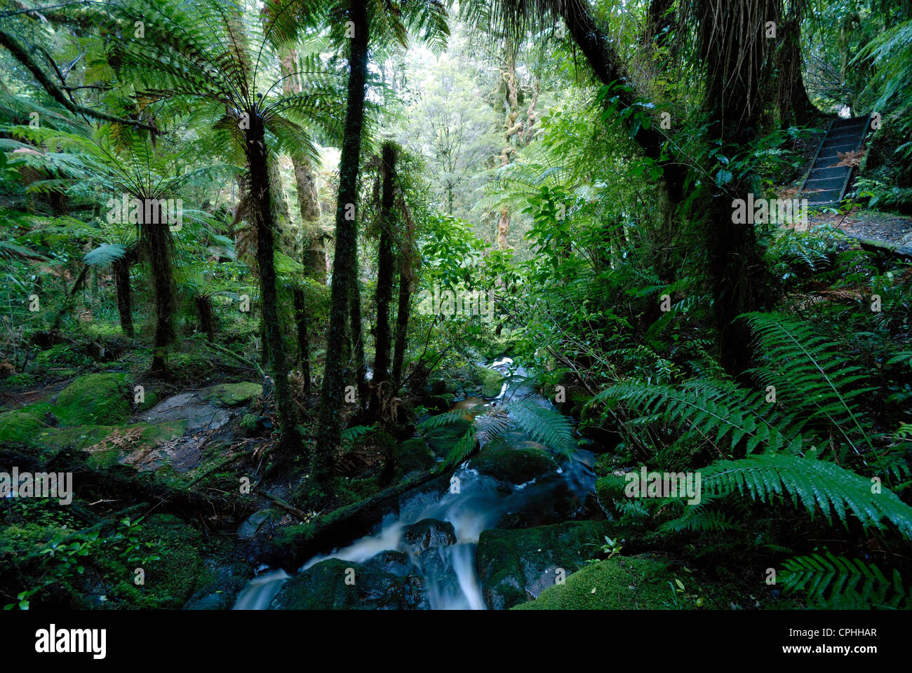 Forest and stream, near Karamea, New Zealand Stock Photo - Alamy