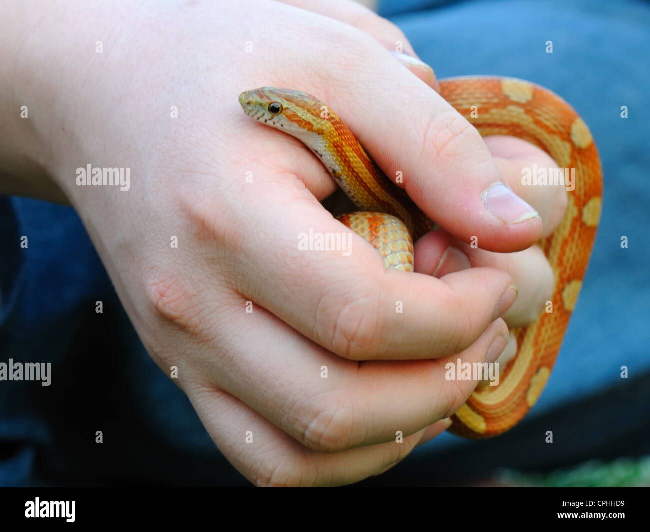 Snake handling hi-res stock photography and images - Alamy
