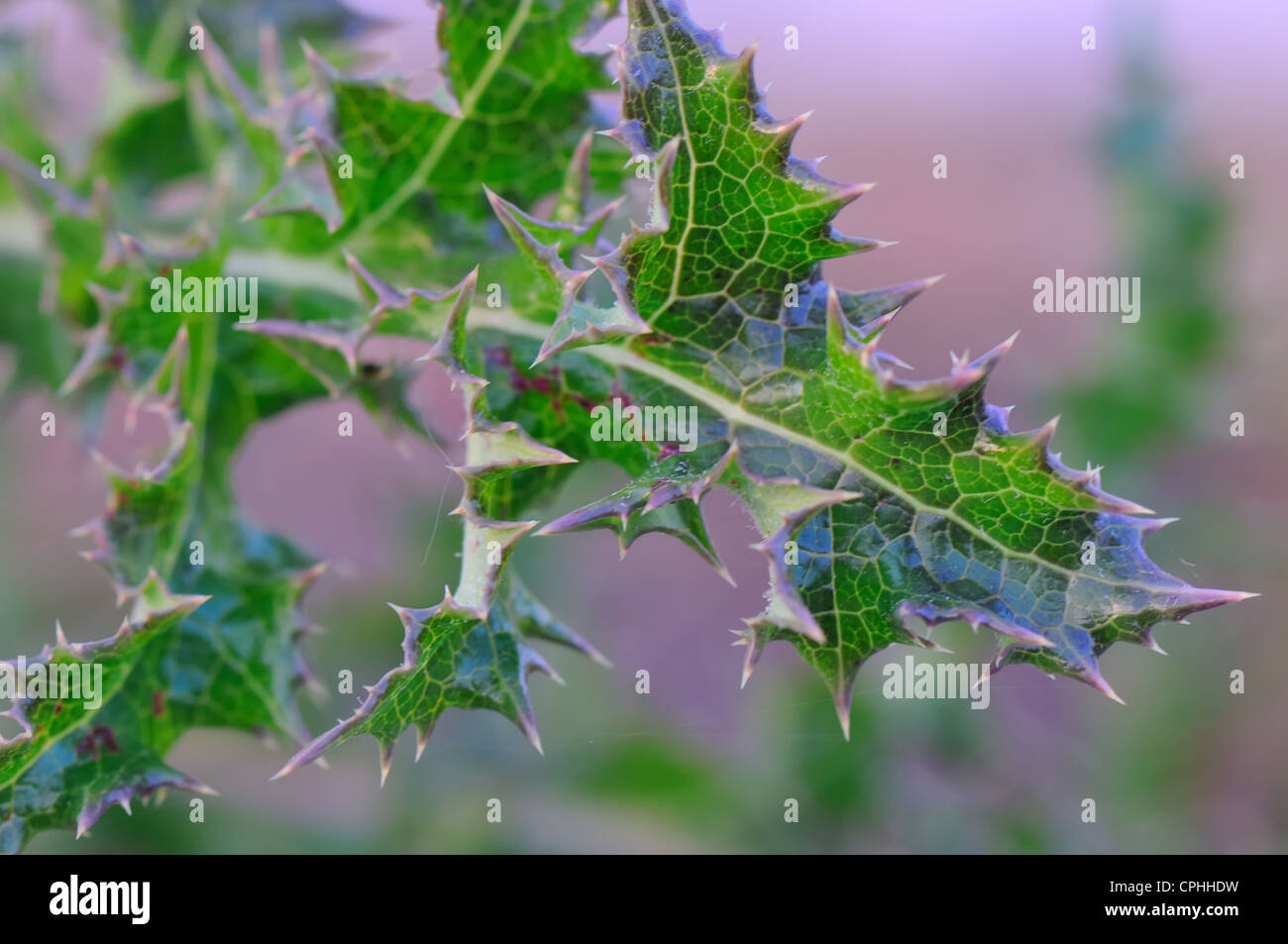 A young thistle leave Stock Photo - Alamy