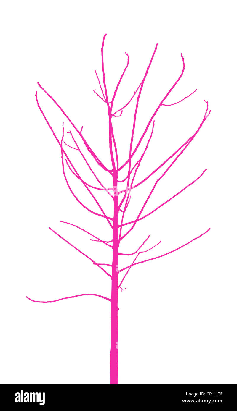 Vector illustration - lonely young tree, without leaves, isolated on ...