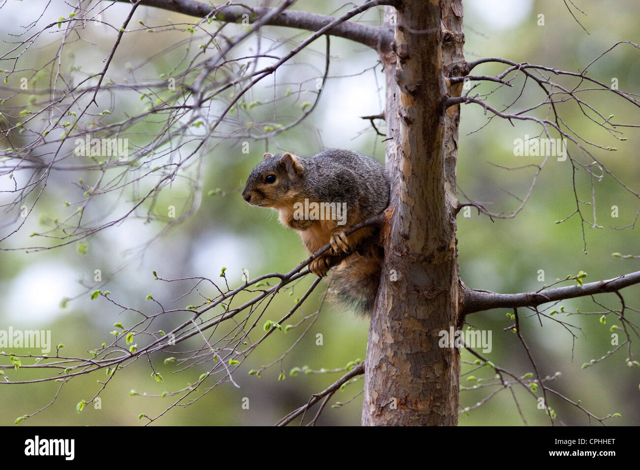 Rodent Squirrel Tree Climber Stock Photo - Alamy