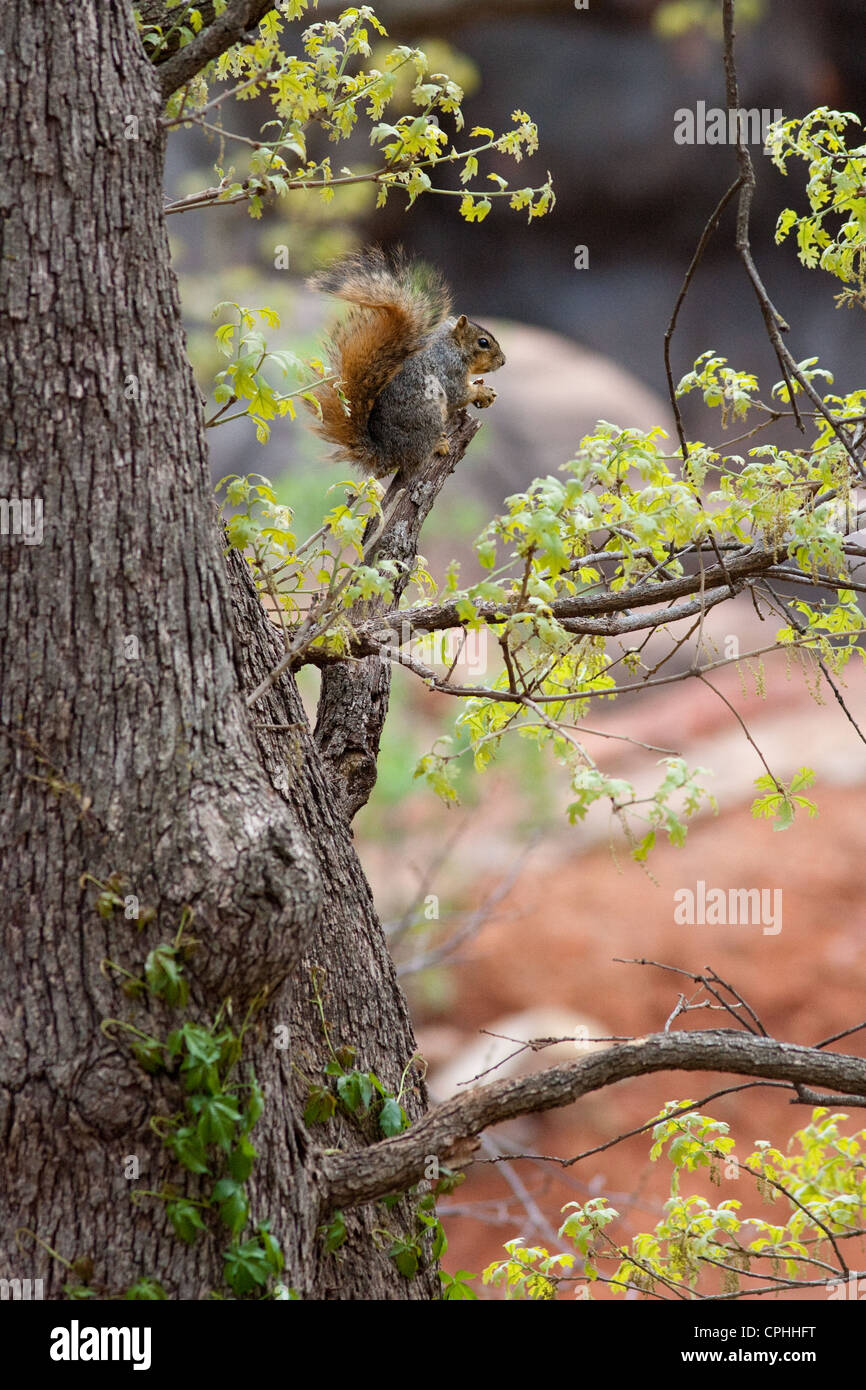 Rodent Squirrel Tree Climber Stock Photo - Alamy