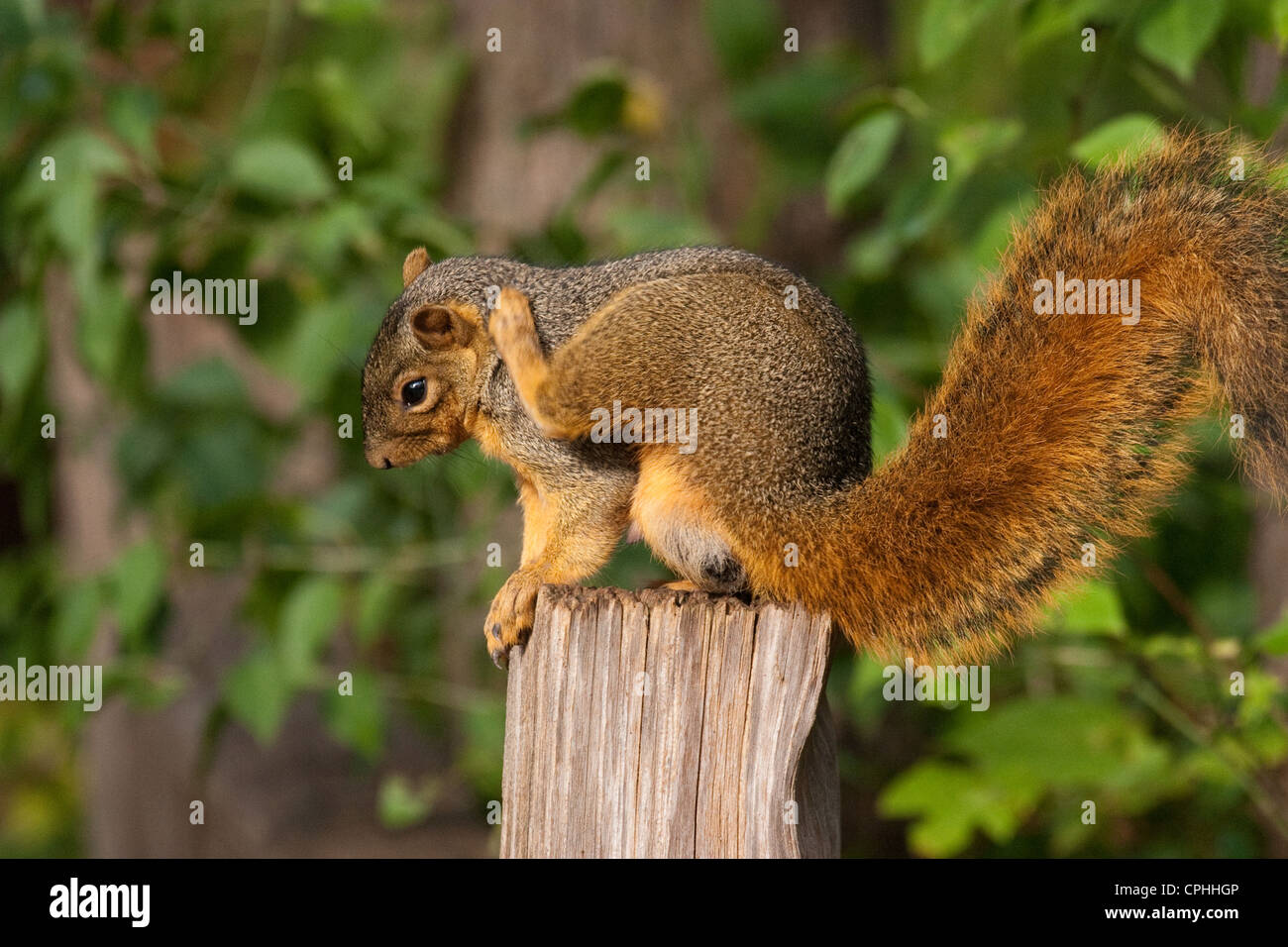 Rodent Squirrel Tree Climber Stock Photo - Alamy