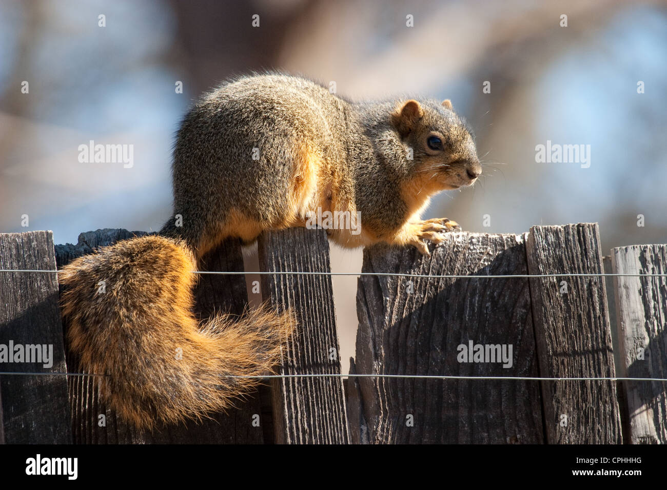 Rodent Squirrel Tree Climber Stock Photo - Alamy