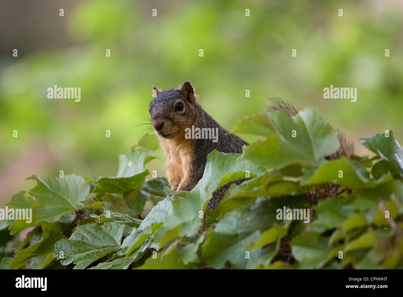 Rodent Squirrel Tree Climber Stock Photo - Alamy