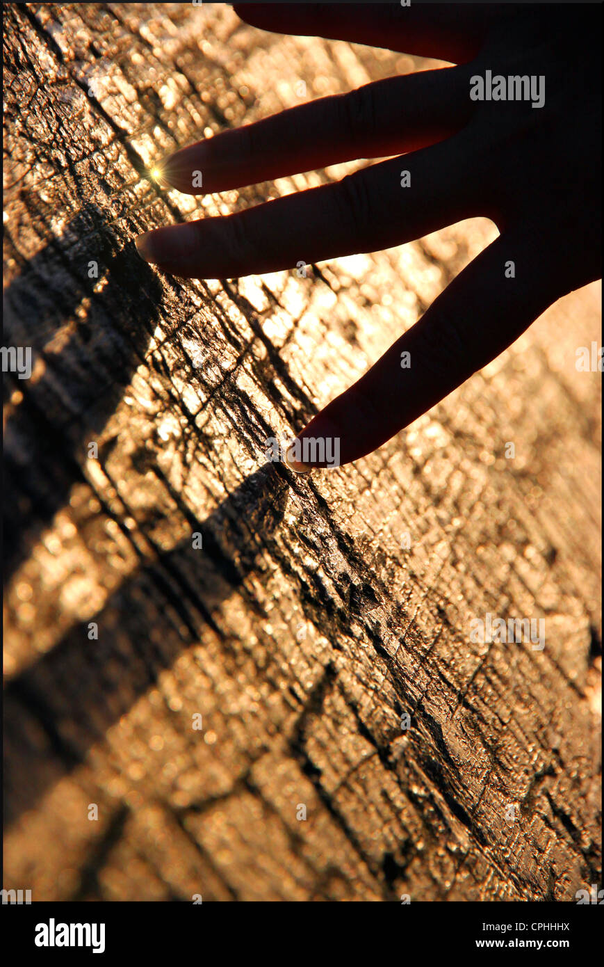 Feminine hand hi-res stock photography and images - Alamy