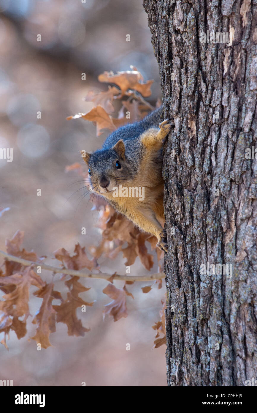 Rodent Squirrel Tree Climber Stock Photo - Alamy