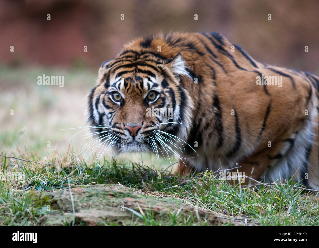 Siberian Tiger Amur tiger Stock Photo - Alamy