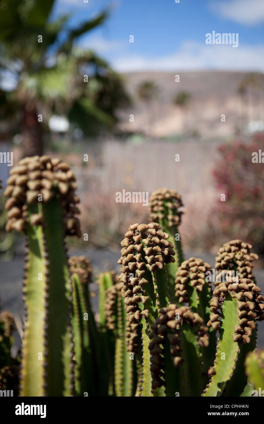 Wild cacti growing in Lanzarote, Canary Islands Stock Photo - Alamy