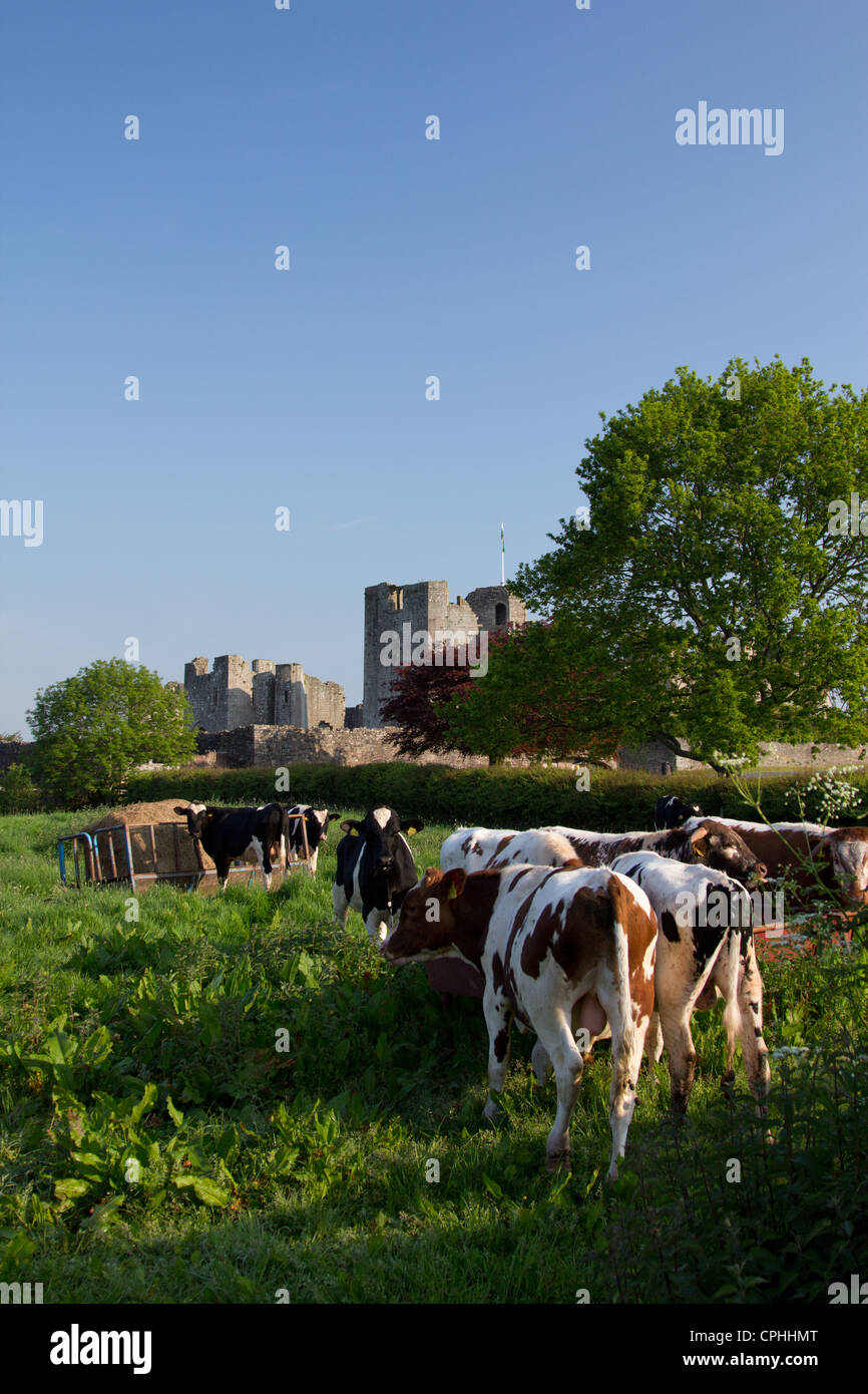 Raglan Castle with cattle in the foreground Stock Photo - Alamy