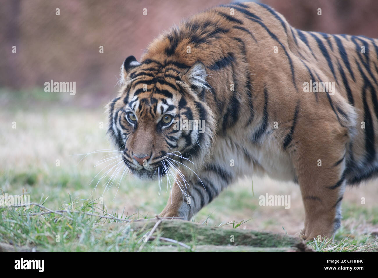 Siberian Tiger Amur tiger Stock Photo - Alamy