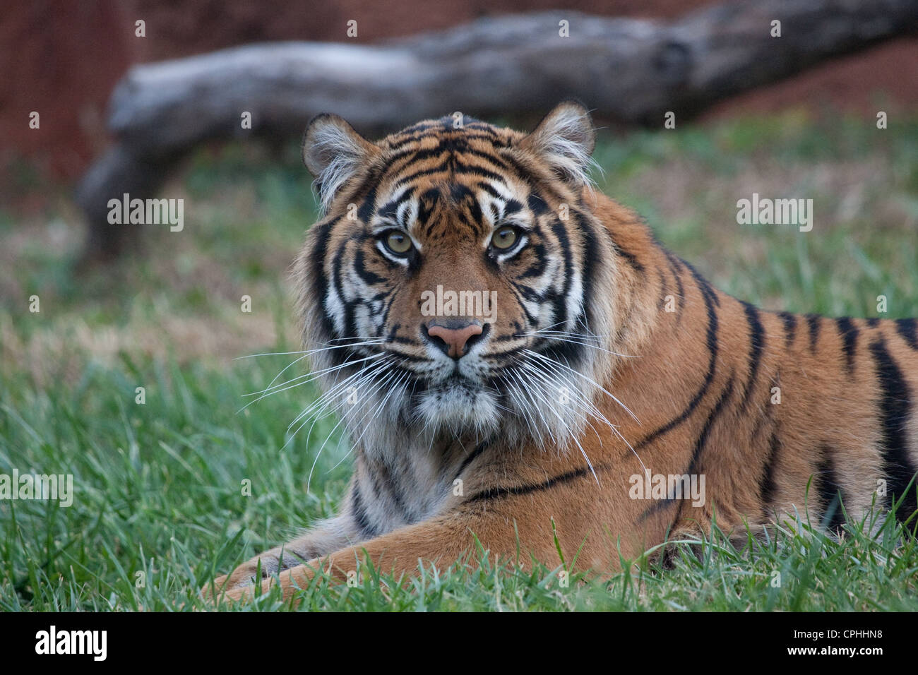 Siberian Tiger Amur tiger Stock Photo - Alamy