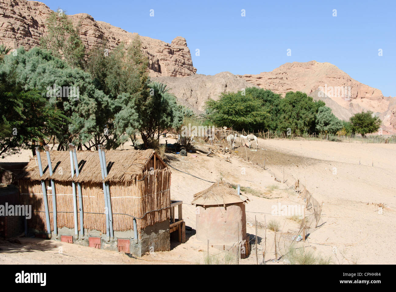 Ein Khudra Oasis - Sinai Peninsula, Egypt Stock Photo - Alamy