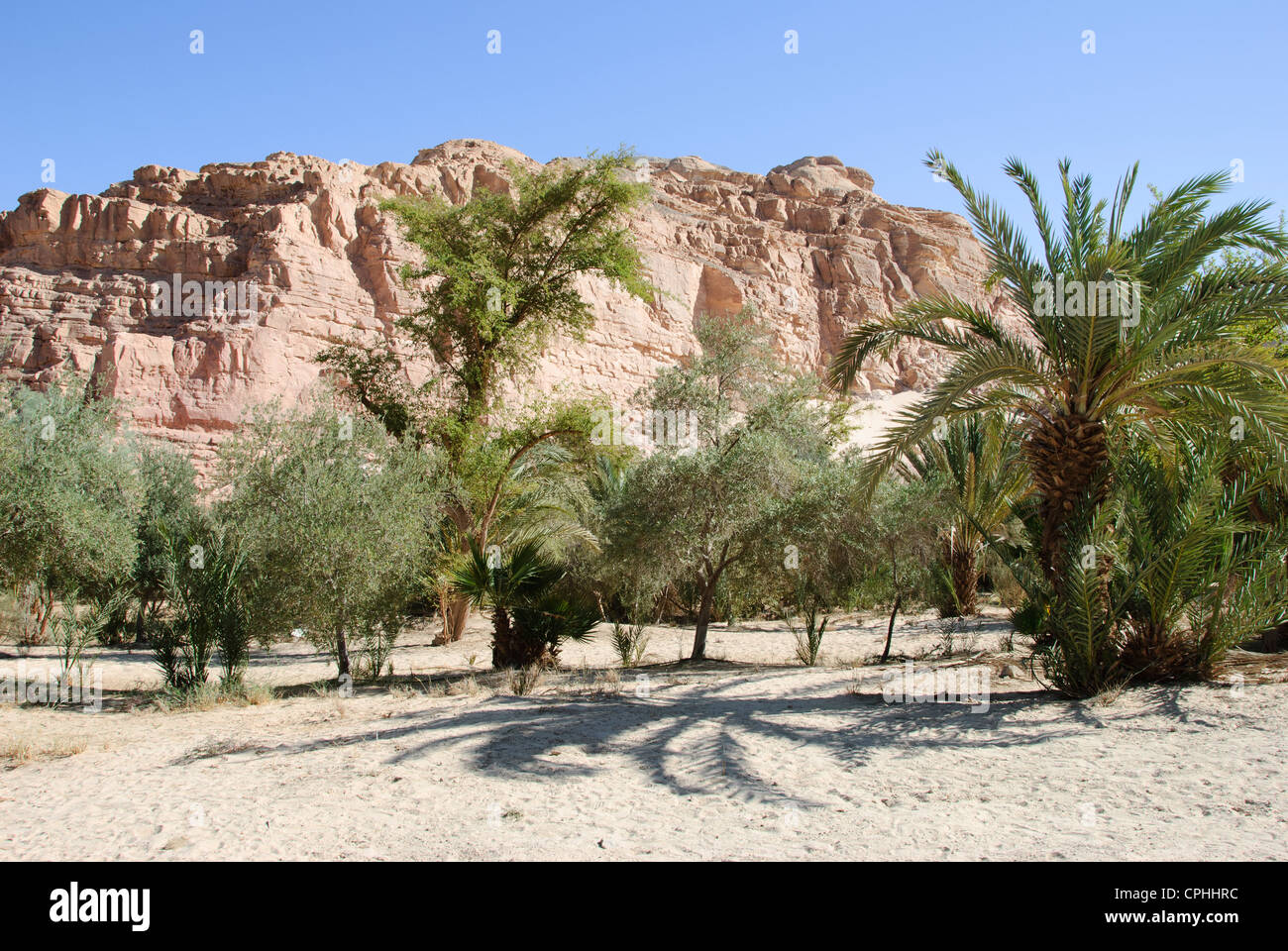 Ein Khudra Oasis - Sinai Peninsula, Egypt Stock Photo - Alamy