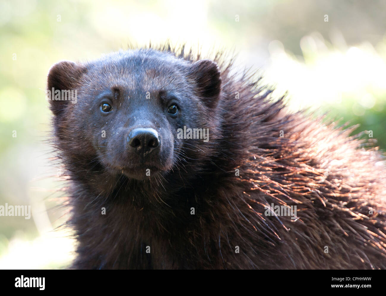Wolverine looking towards camera hi-res stock photography and images ...