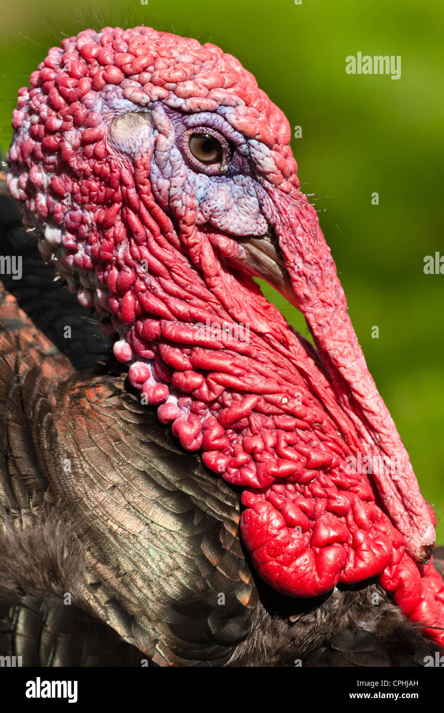 A norfolk black turkey hi-res stock photography and images - Alamy