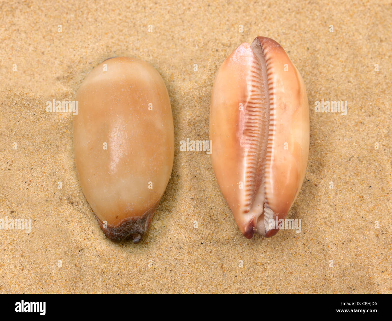 Pulchra hi-res stock photography and images - Alamy
