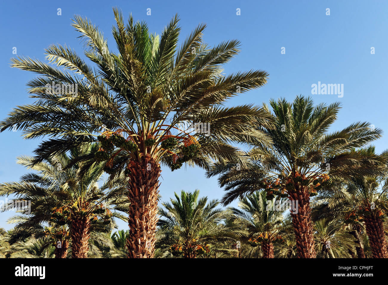 Date Palm Tree Israel High Resolution Stock Photography and Images - Alamy