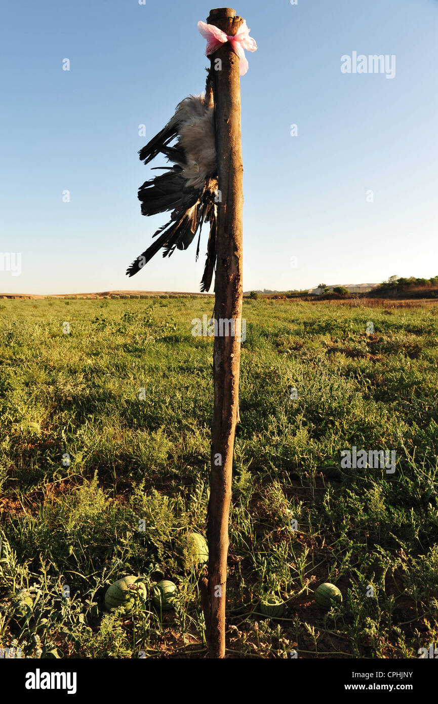 Dead Crop Field High Resolution Stock Photography and Images - Alamy