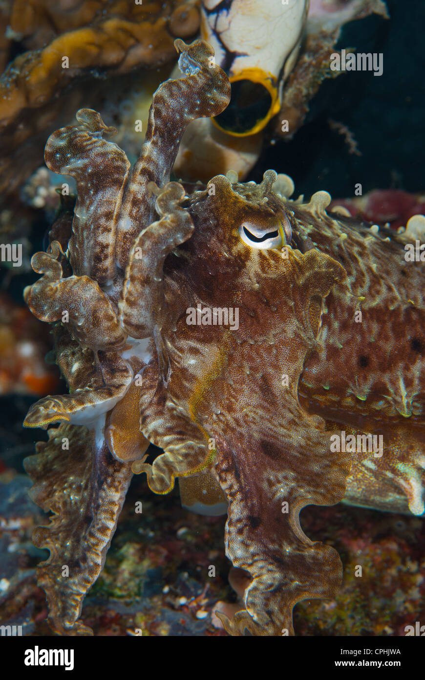 Underwater face hi-res stock photography and images - Alamy
